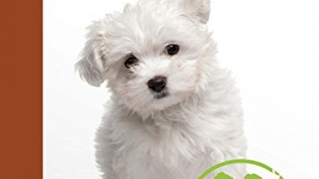 Maltese (Animal Planet: DOGS 101) – BullyMix.com Official Dog Store